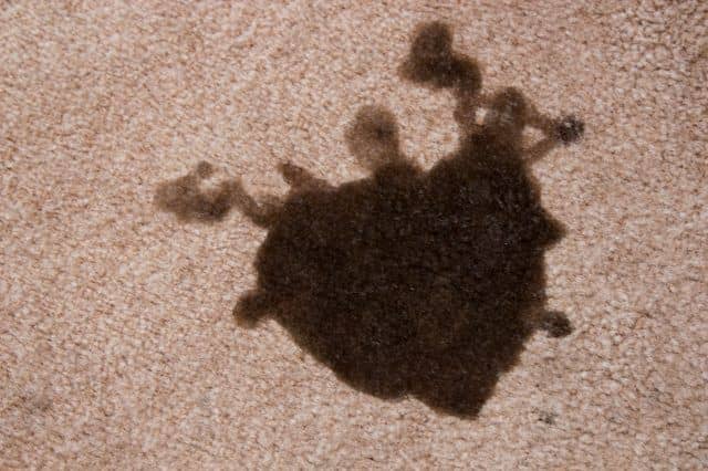 How To Get Printer Ink Out Of Carpet Once And For All Beezzly